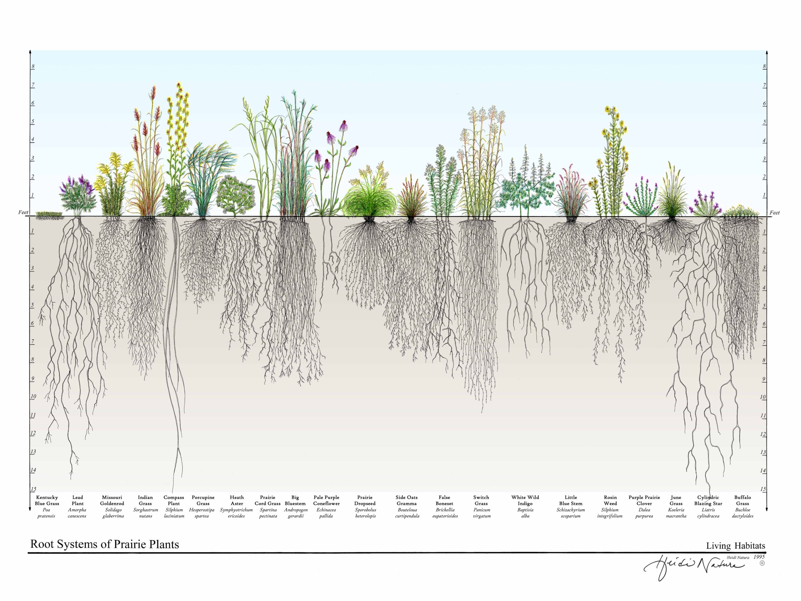 Root Systems of Prairie Plants Diagram | Living Habitats - Landscape ...